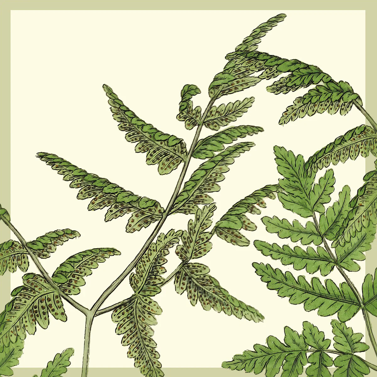 Ferns Card – Little Green Refills